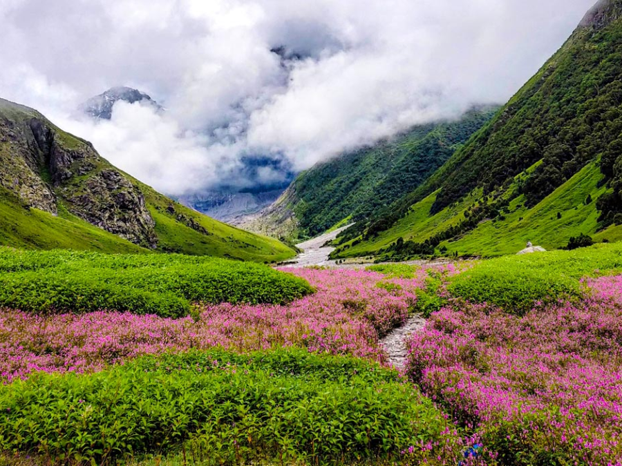 Valley of Flowers 2026 Guide: Dates, Permit & Auli Itinerary